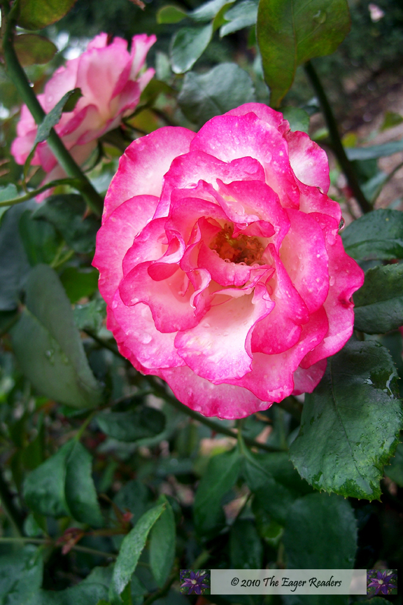 The Eager Readers: Flower Friday - Nicole