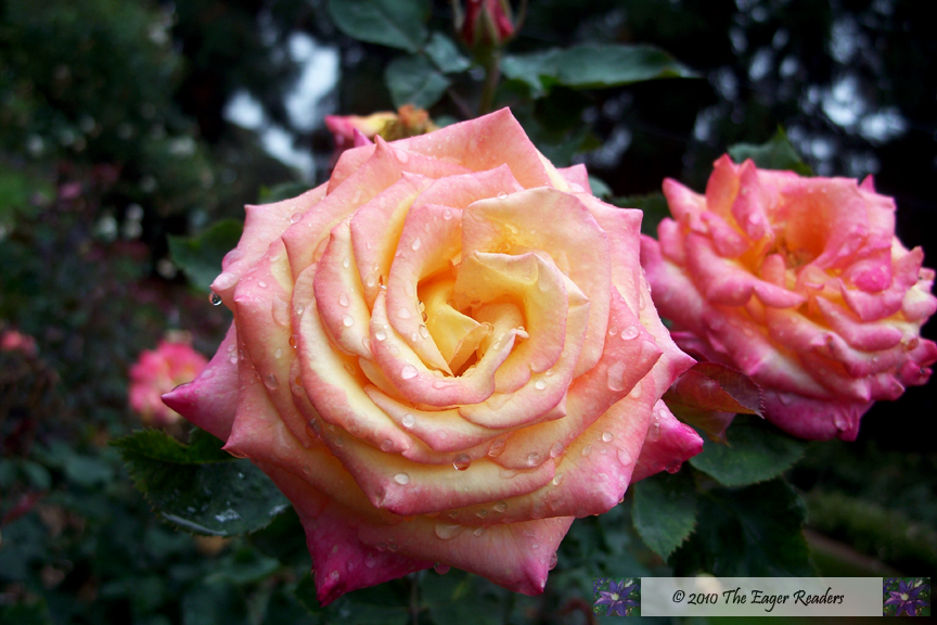 The Eager Readers: Flower Friday - Dream Come True + Friday Question