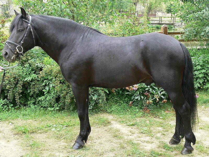 Lovasok Lómániások Klubja :): Hucul ló ...