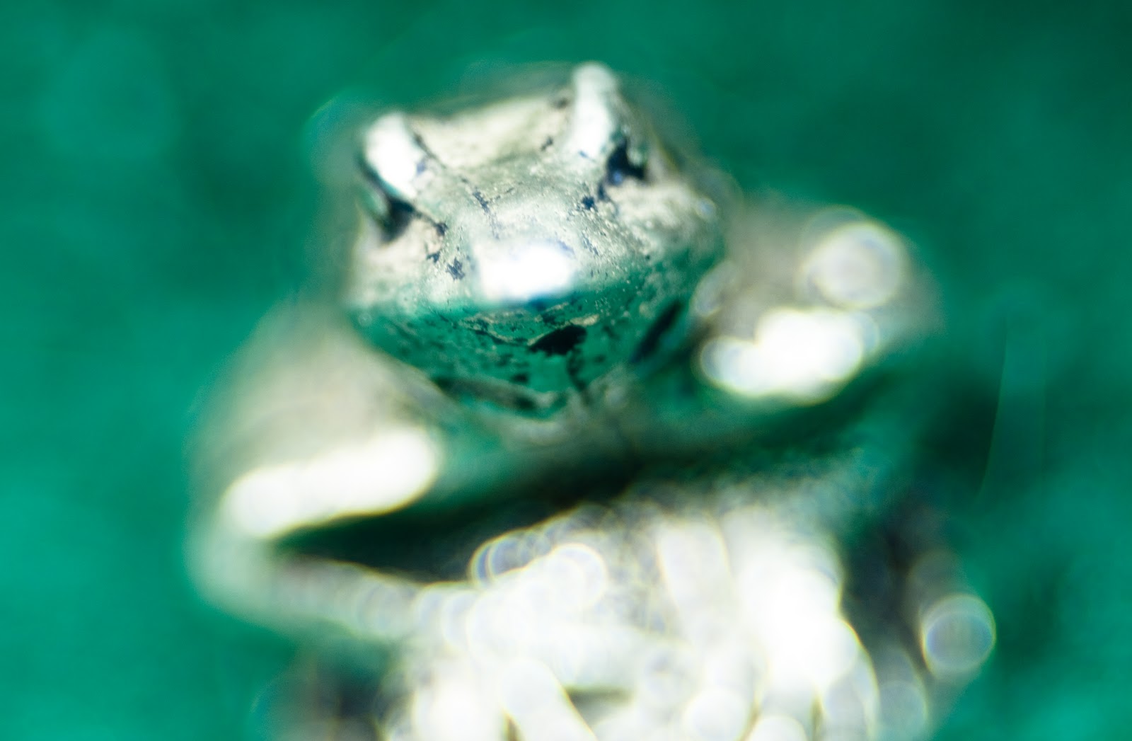 Photo Views, Life through the eye of a camera.: Playing with macro frogs!