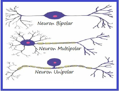 BIOLOGI GONZAGA: KOORDINASI SYARAF SMP
