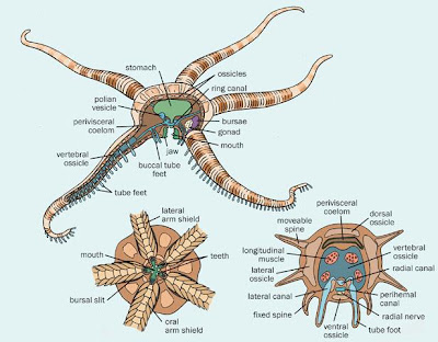 Aku dan Lautku: Ophiuroidea