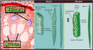 BIOLOGI GONZAGA: JARINGAN DEWASA TUMBUHAN