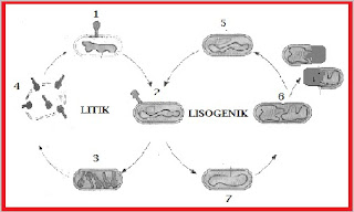 BIOLOGI GONZAGA: SOAL VIRUS - KLASIFIKASI