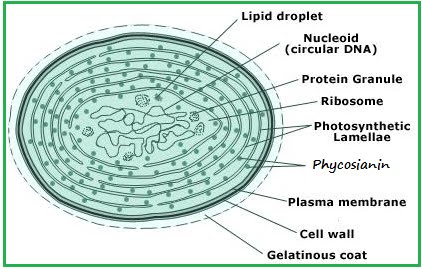 smart_ebook: Cyanobacteria (Alga Biru)