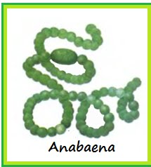 BIOLOGI GONZAGA: GANGGANG BIRU -CYANOBACTERIA
