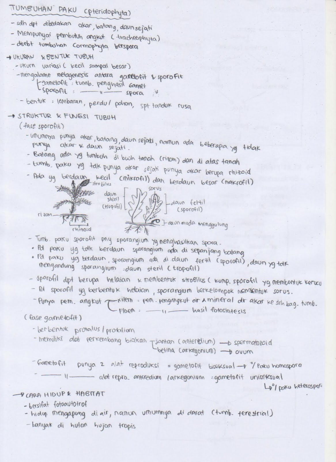 BIOLOGI GONZAGA: CATATAN LUMUT - PAKU
