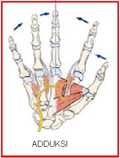ANTAGONIS OTOT - Biology Page