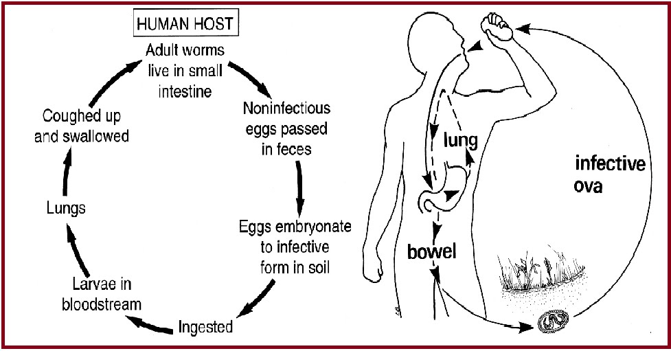 BIOLOGI GONZAGA: CACING PERUT-ASCARIS LUMBRICOIDES