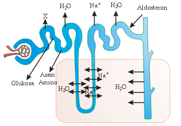 Murdjoko's Blog: SOAL LATIHAN UN 2010 TERBARU