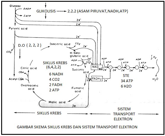 BIOKIMIA: Metabolisme Karbohidrat