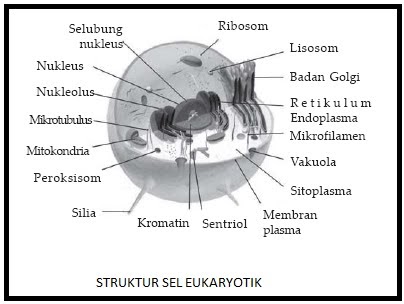 SEL THEORY - Biology Page