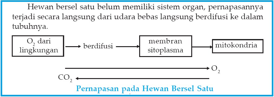 BIOLOGI GONZAGA: DIFUSI GAS RESPIRASI