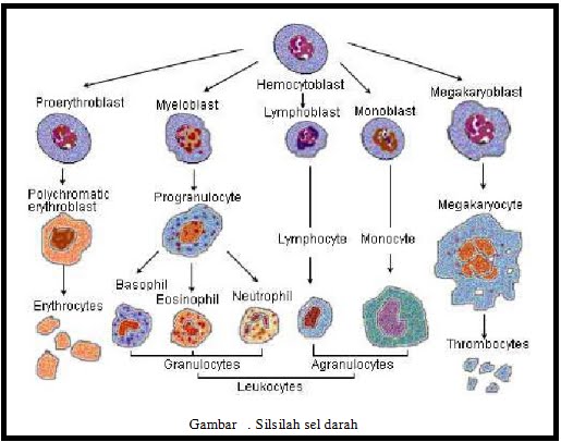KEKEBALAN TUBUH - IMMUNITAS - Biology Page