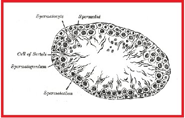 SPERMATOGENESIS (ENGLISH) | Berita Biologi