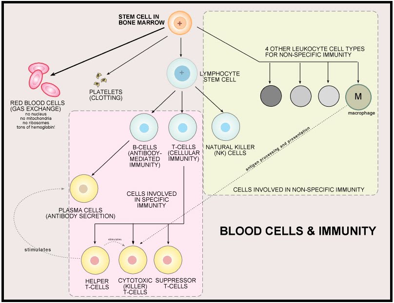 BIOLOGI GONZAGA: SISTEM IMUN