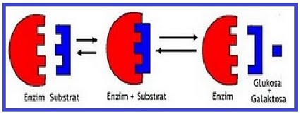 BIOLOGI GONZAGA: September 2010