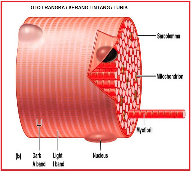 BIOLOGI GONZAGA: OTOT SERANG LINTANG