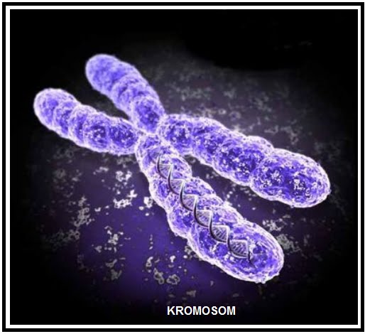 Kromosom | Berita Biologi