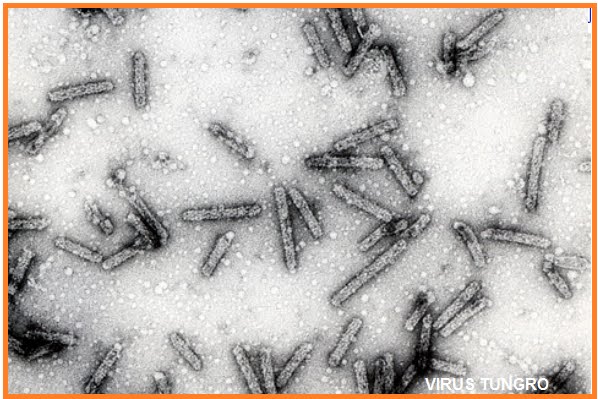 BIOLOGI GONZAGA: VIRUS TUNGRO PADI