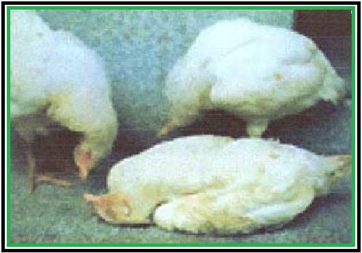 BIOLOGI GONZAGA: TETELO AYAM