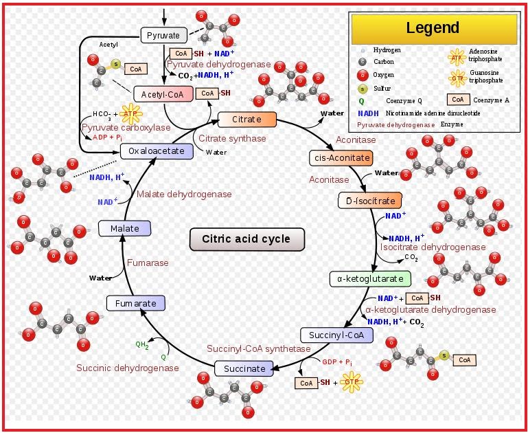 SOBEKAN CATATAN METABOLISME SEL - Biology Page