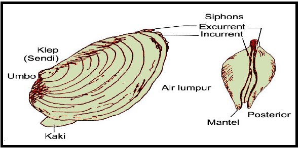 PELECYPODA MOLLUSCA | Berita Biologi
