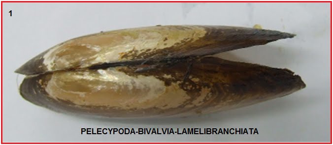 PELECYPODA MOLLUSCA | Berita Biologi