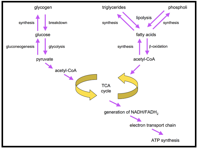 BIOLOGI GONZAGA: METABOLISME LEMAK