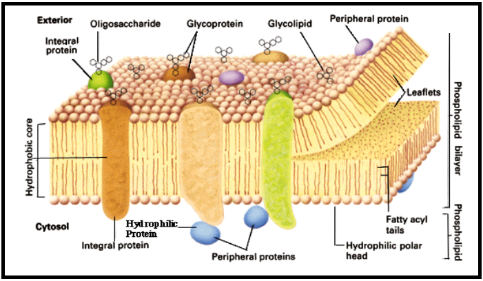BIOLOGI GONZAGA: METABOLISME LEMAK