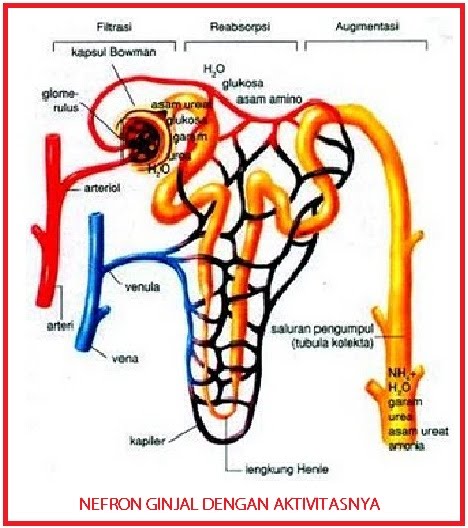 Wiwit's World: ANATOMI FISIOLOGI MANUSIA SISTEM URINARIA