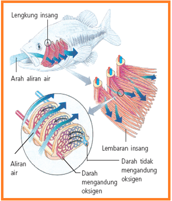 BIOLOGI GONZAGA: DIFUSI GAS RESPIRASI