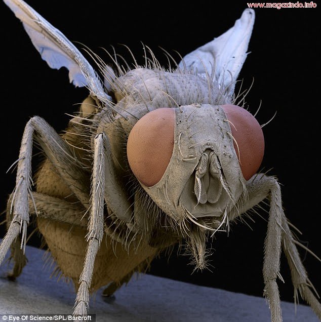 BIOLOGI GONZAGA: DIPTERA INSECTA