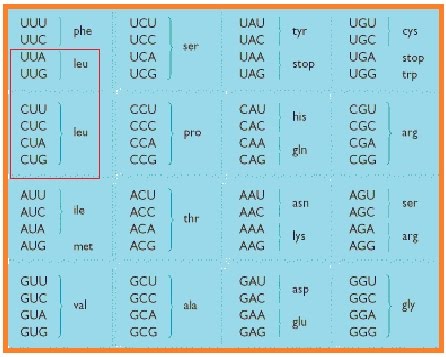 BIOLOGI GONZAGA: JENIS ASAM AMINO