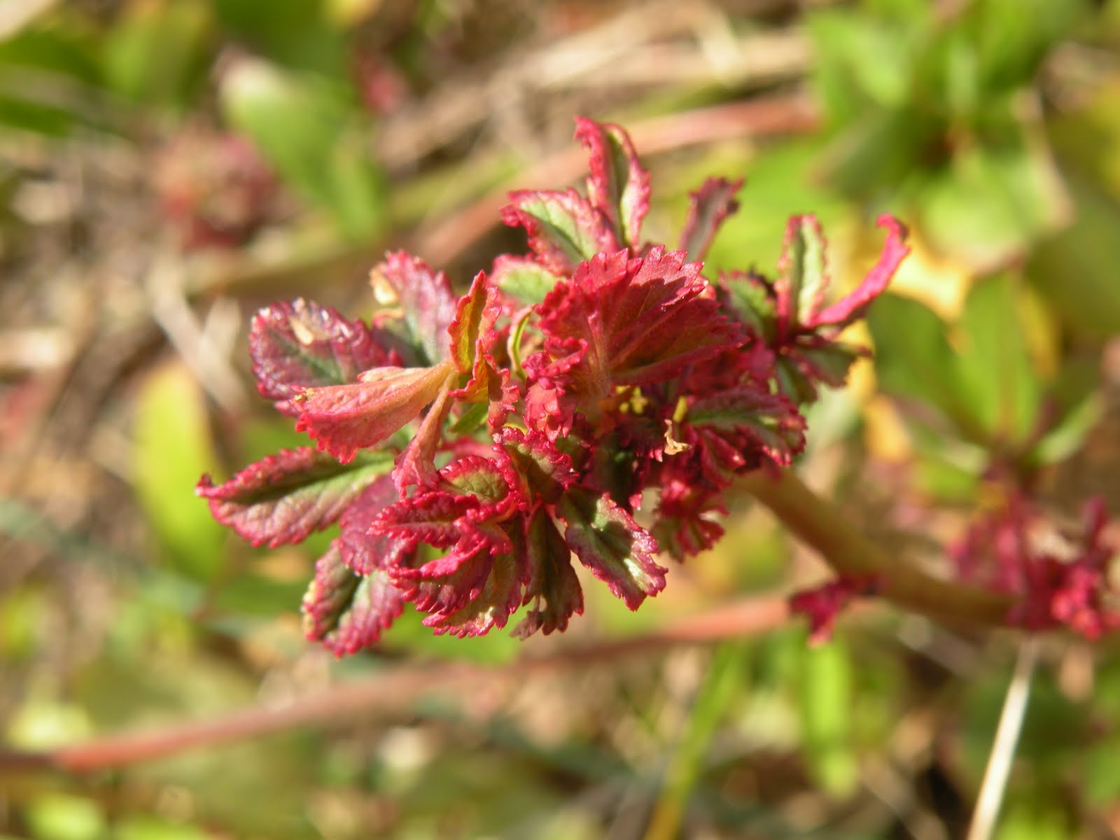 Need to Know: Two types of native honeysuckle vine on World Peace ...
