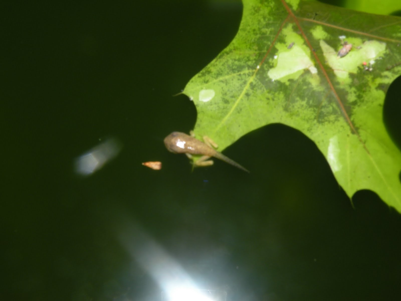 aubunique: What a difference a day makes: Tadpole finally becomes a ...