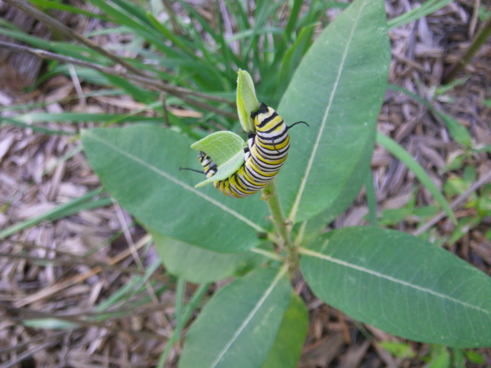 aubunique: Monarch caterpillars eat milkweed the way a cat eats tuna ...