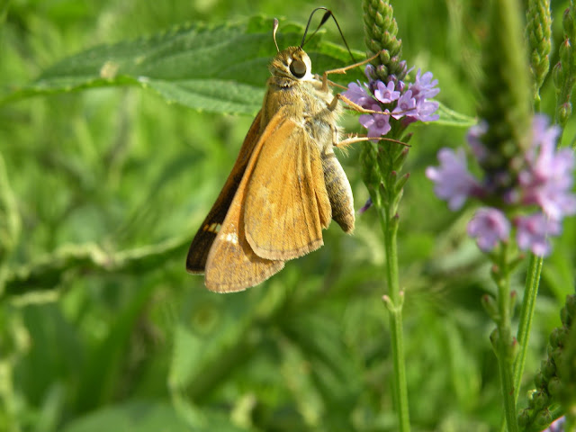 aubunique: Swamp vervain attracts skipper moths and many other species