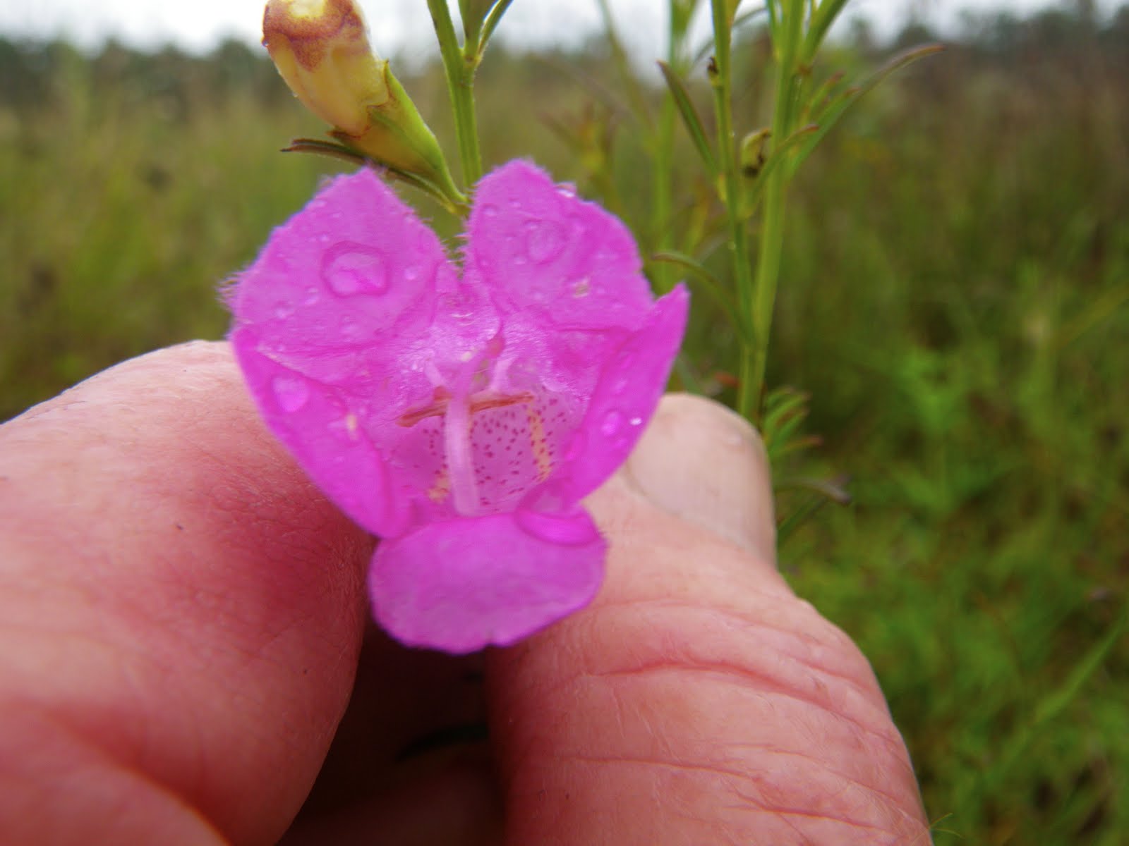 aubunique: False foxglove, aka Agalinis purperea, aka smooth purple ...