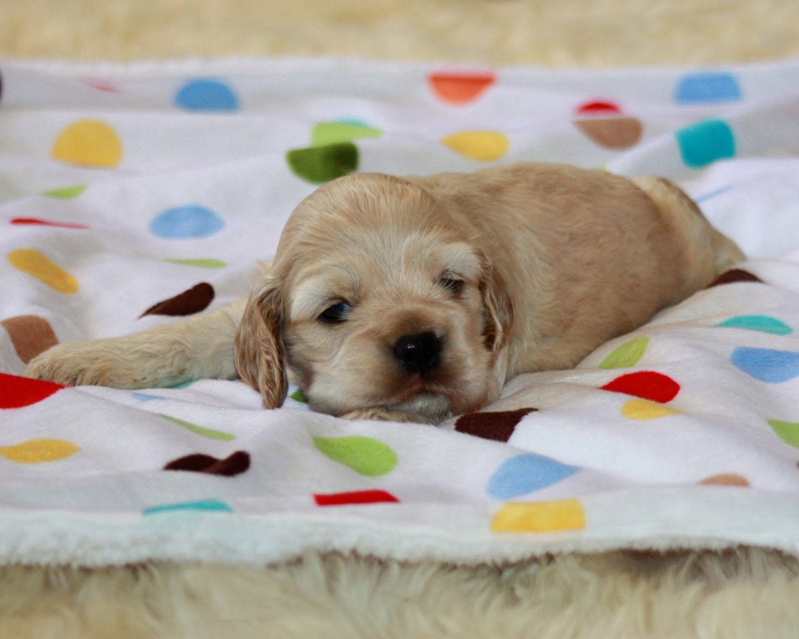 Candis Bishop Photography: AKC AMERICAN COCKER SPANIELS PUPPIES