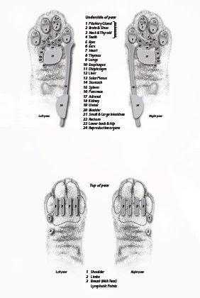 (Re)descobrindo a Reflexologia: Reflexology for Cats