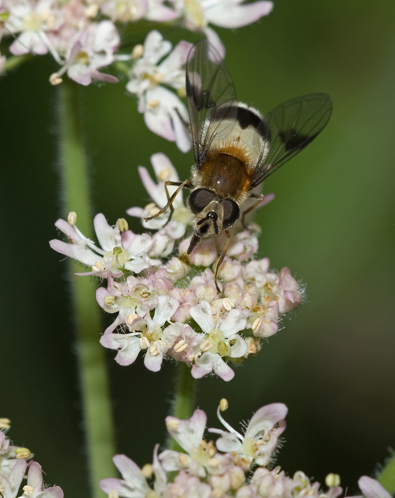 Irish Wildlife Photography: Garden Insects