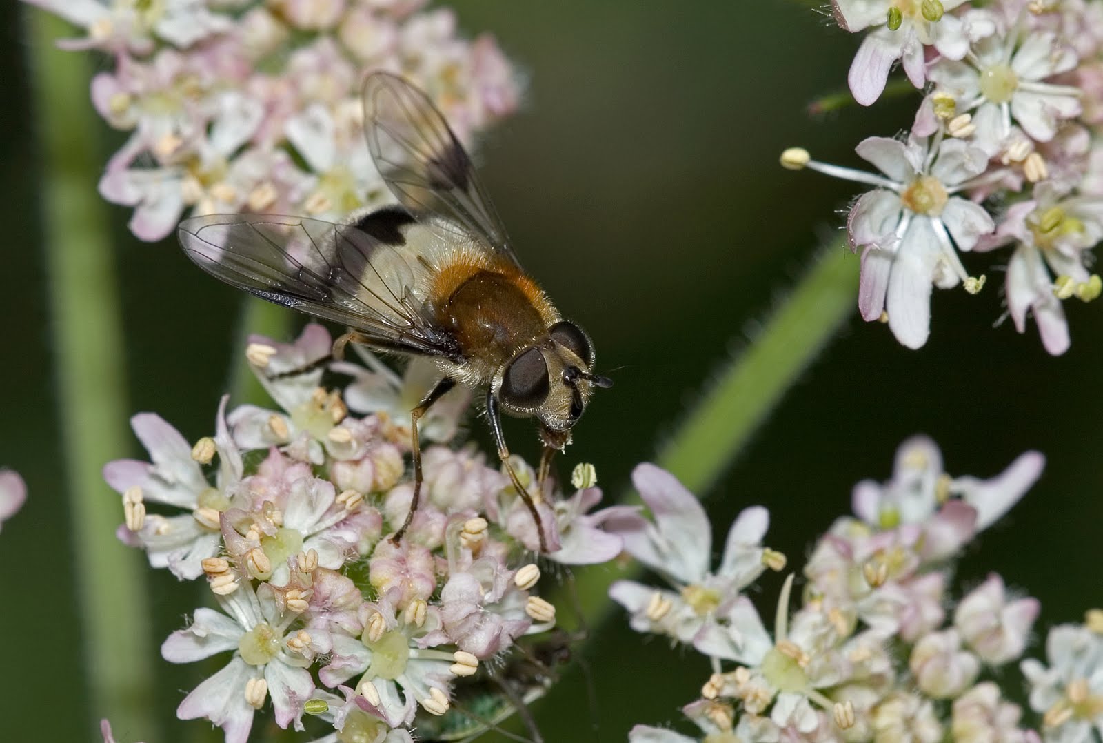 Irish Wildlife Photography: Garden Insects