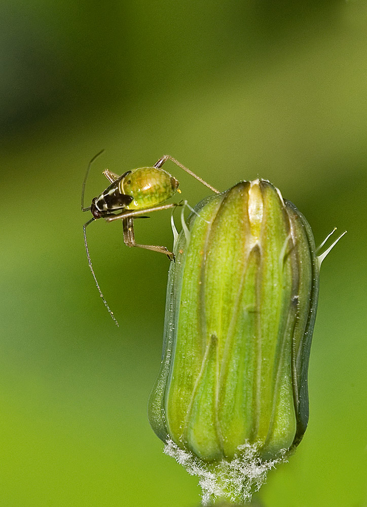 Irish Wildlife Photography: Garden Insects