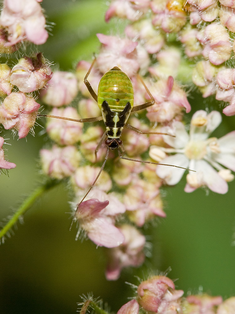 Irish Wildlife Photography: Garden Insects