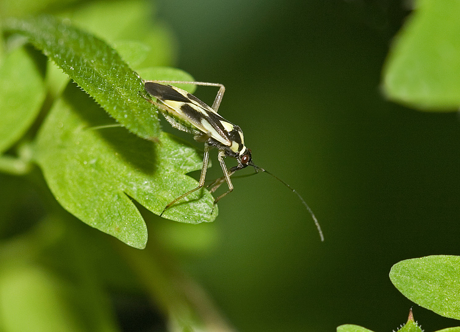 Irish Wildlife Photography: Garden Insects