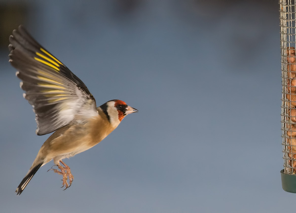 Irish Wildlife Photography: Garden Birds On The Wing