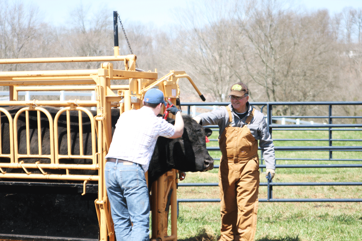 April Foster: how to tag a bull