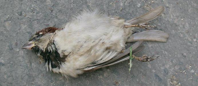 HAMLET: PROVIDENCE IN THE FALL OF A SPARROW