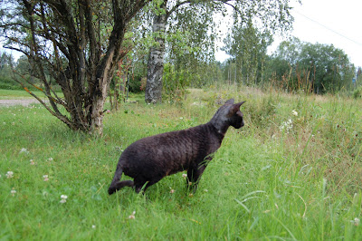 Viktoria-Hasse-Dave-Tony: Tony har fått lymfosarkom